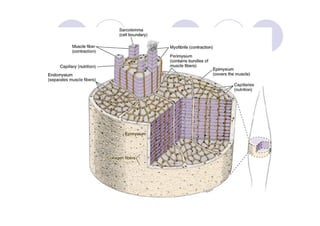 Bone tissue | PDF