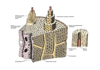 Bone tissue | PDF