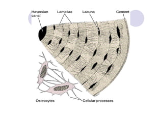Bone tissue | PDF