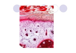 Bone tissue | PDF