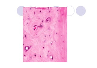 Bone tissue | PPT
