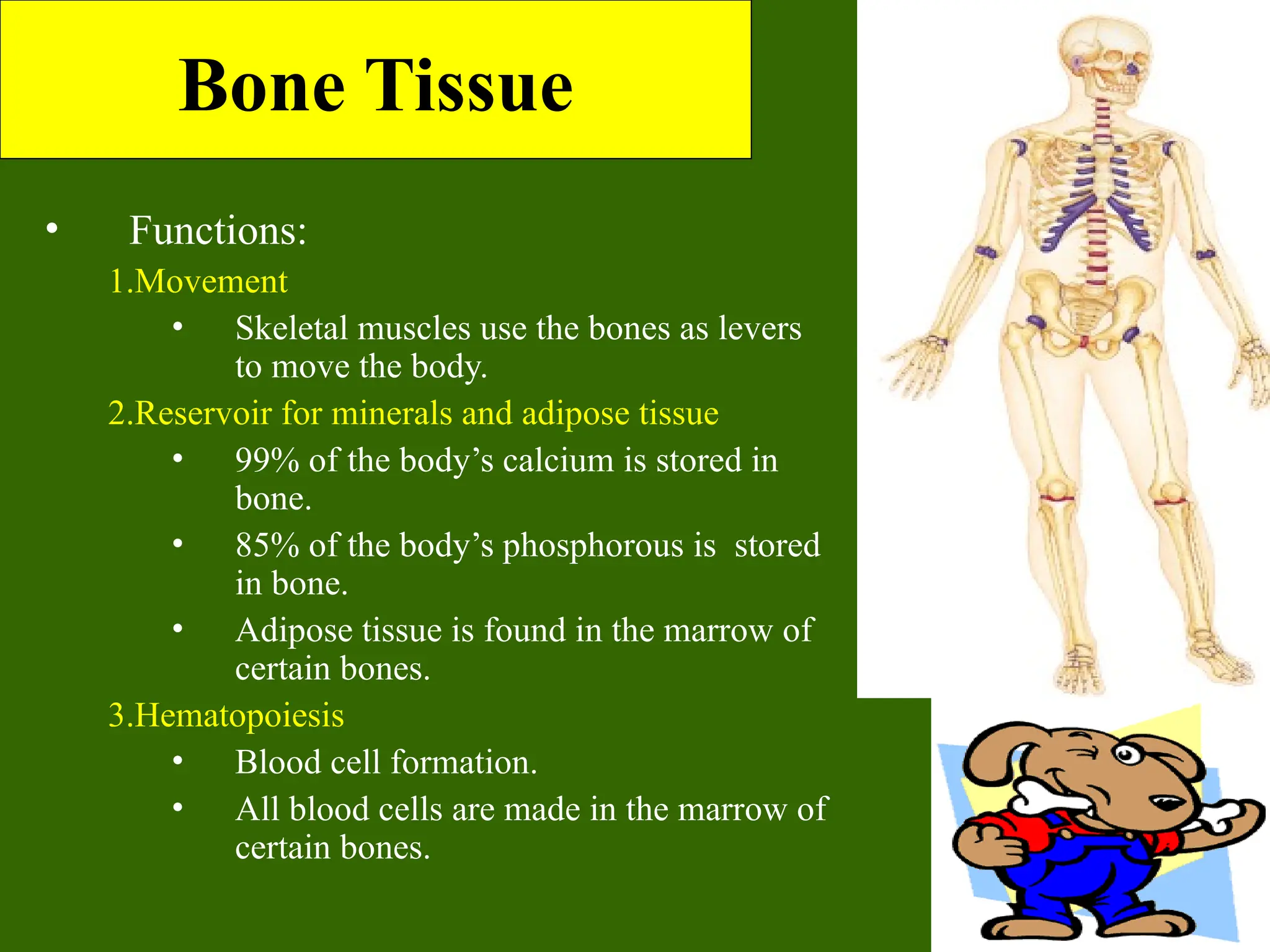Bone Tissue histology, histology of bone.ppt