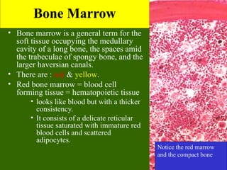 Bone Tissue histology, histology of bone.ppt