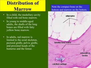 Bone Tissue histology, histology of bone.ppt