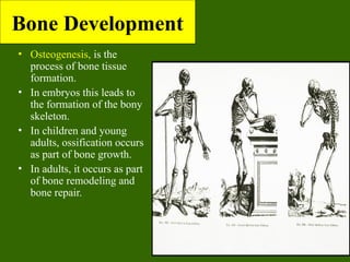 Bone Tissue histology, histology of bone.ppt