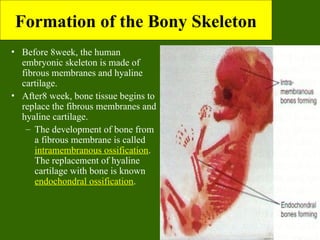 Bone Tissue histology, histology of bone.ppt