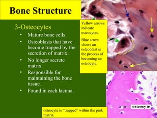 Bone Tissue histology, histology of bone.ppt