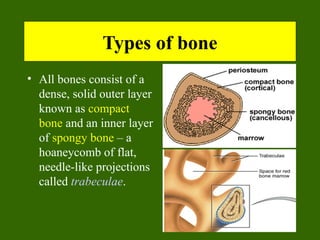 Bone Tissue histology, histology of bone.ppt