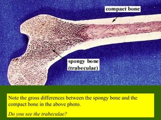 Bone Tissue histology, histology of bone.ppt