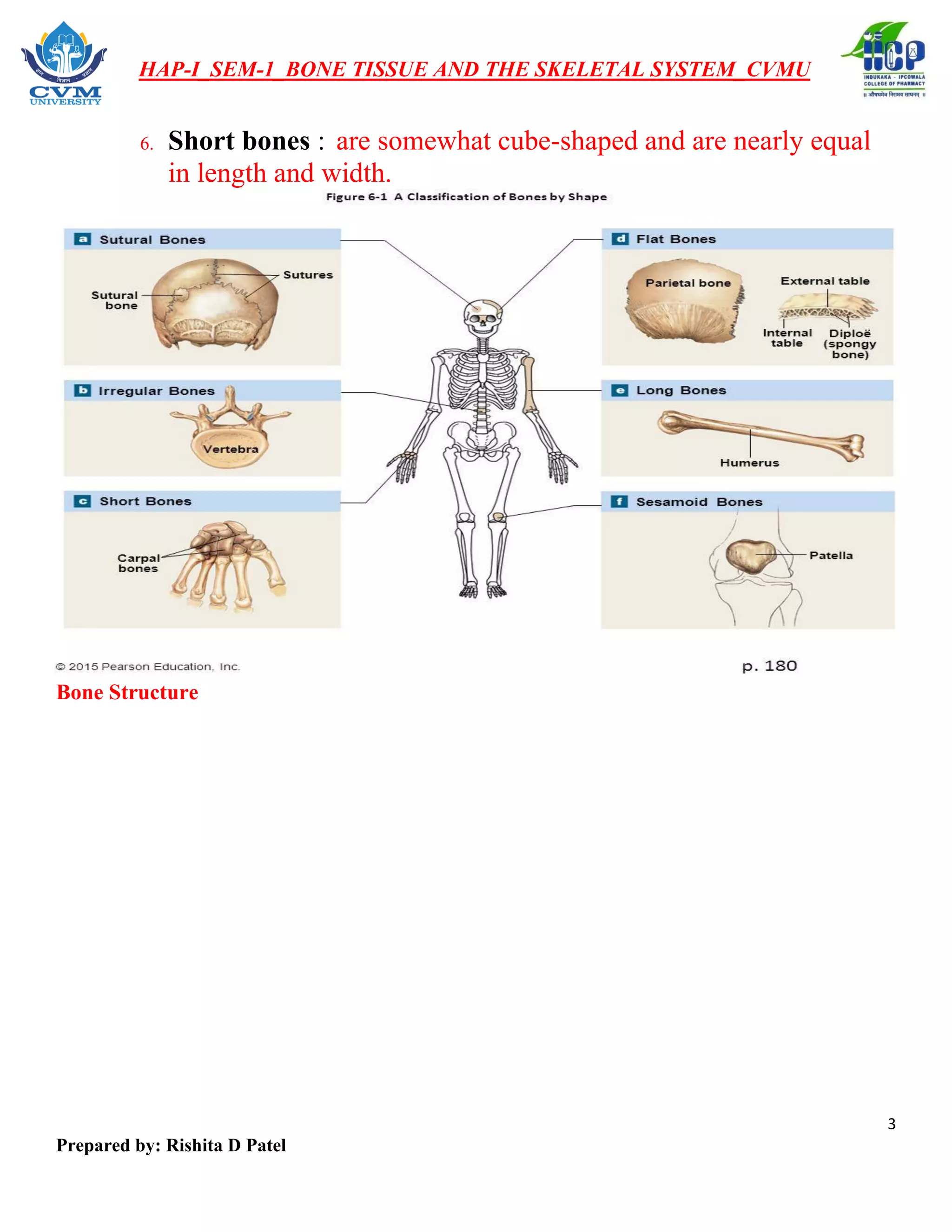 Bone tissue and the skeletal system _RDP | PDF