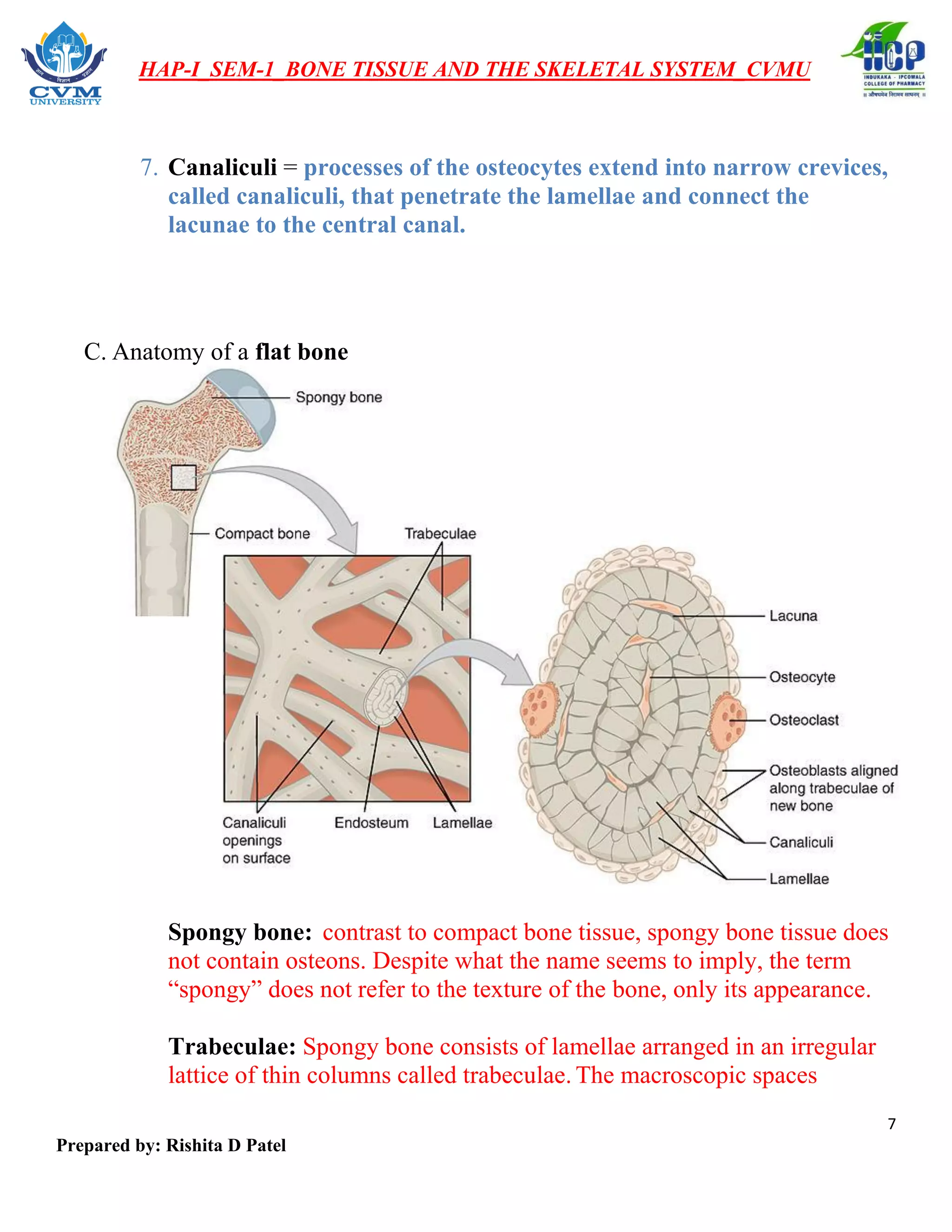 Bone tissue and the skeletal system _RDP | PDF