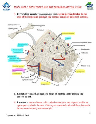 Bone tissue and the skeletal system _RDP | PDF