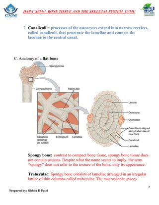 Bone tissue and the skeletal system _RDP | PDF