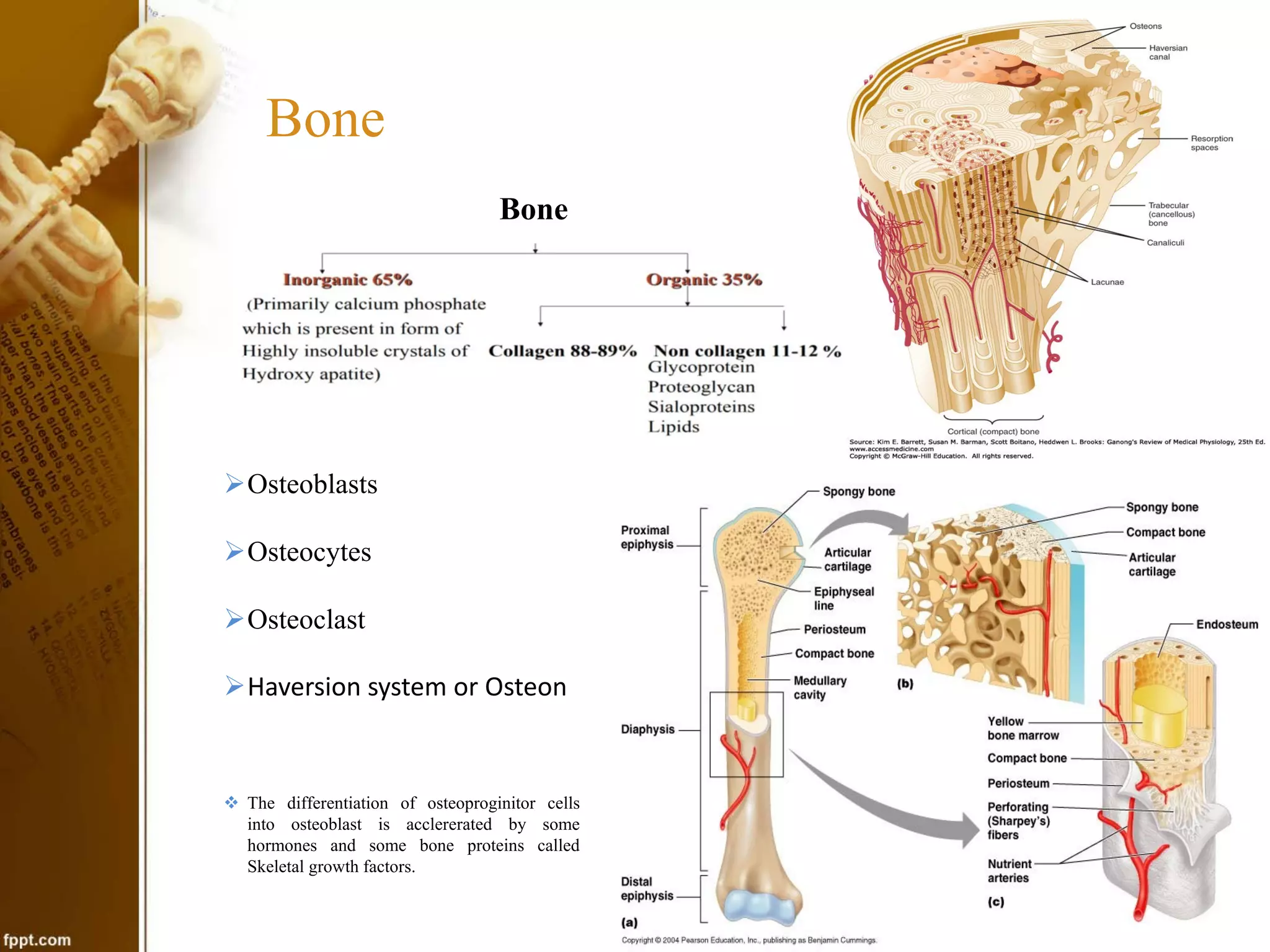 Bone tissue engineering | PDF