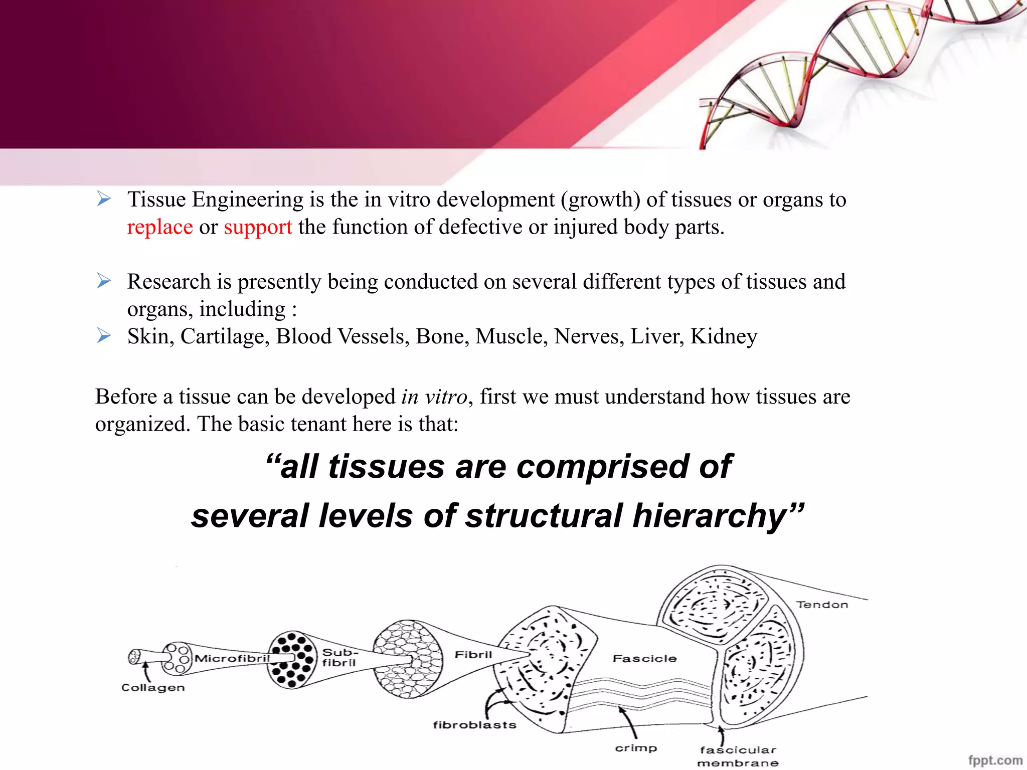 Bone tissue engineering | PDF