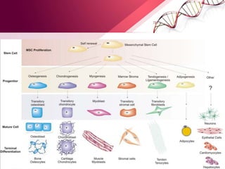 Bone tissue engineering | PDF
