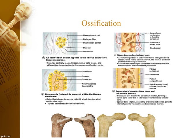 Bone tissue engineering | PDF | Bone and Joint Conditions | Diseases ...
