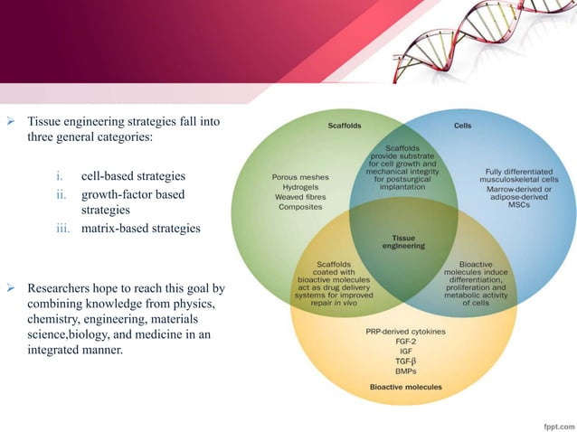Bone tissue engineering | PDF | Bone and Joint Conditions | Diseases ...