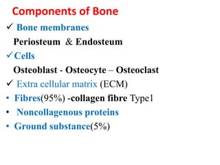 Bone tissue ppt.pptx