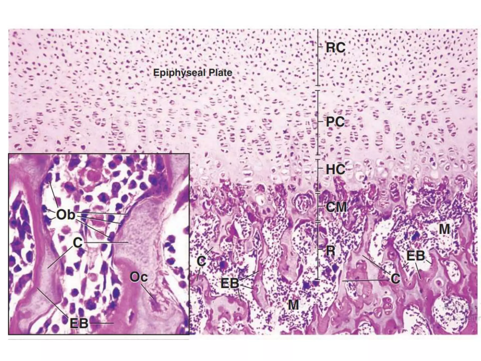 Bone tissue ppt.pptx