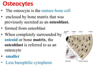 Bone tissue ppt.pptx