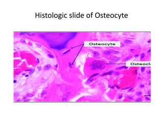 Bone tissue ppt.pptx