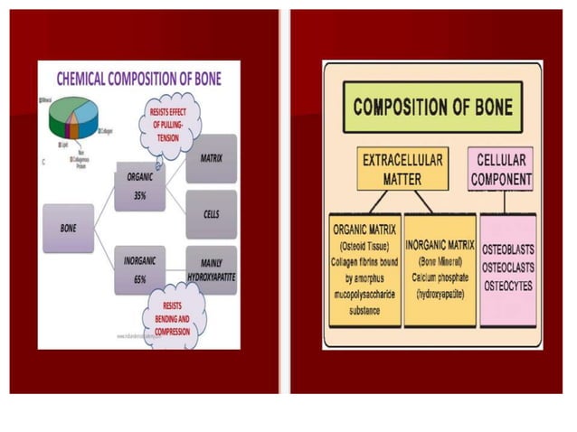 Bone tissue ppt.pptx