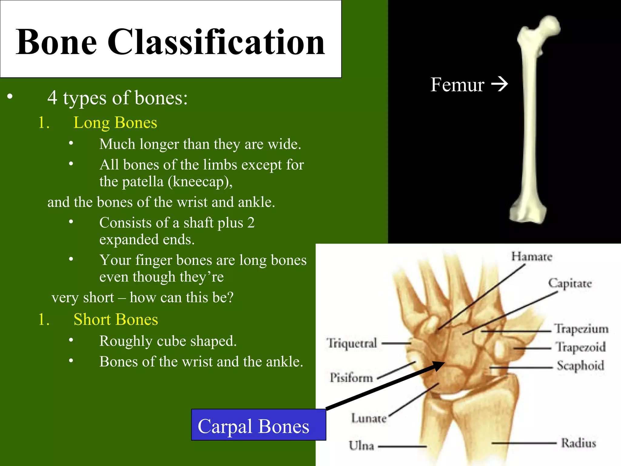 Bonetissuetoskeletalsystemppt 110126162139-phpapp02 | PPT