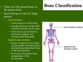 Bonetissuetoskeletalsystemppt 110126162139-phpapp02 | PPT