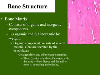Bone tissue to skeletal system ppt | PPT