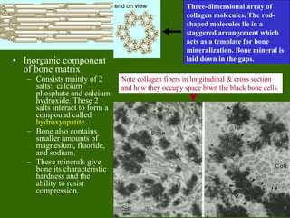 Bone tissue to skeletal system ppt | PPT
