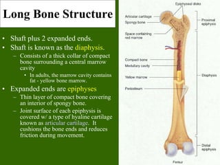 Bone tissue to skeletal system ppt | PPT