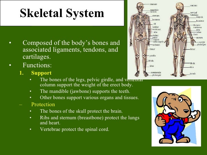 Skeletal System Ppt