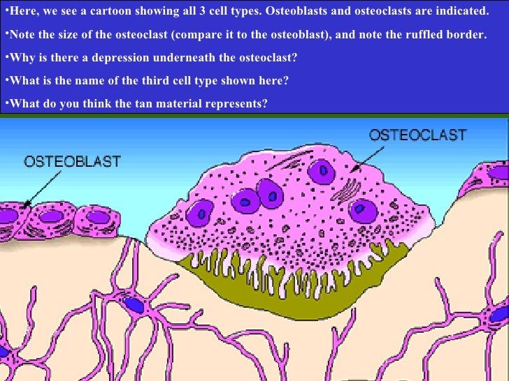Schematic Presentation Of Osteoblast And Osteoclast