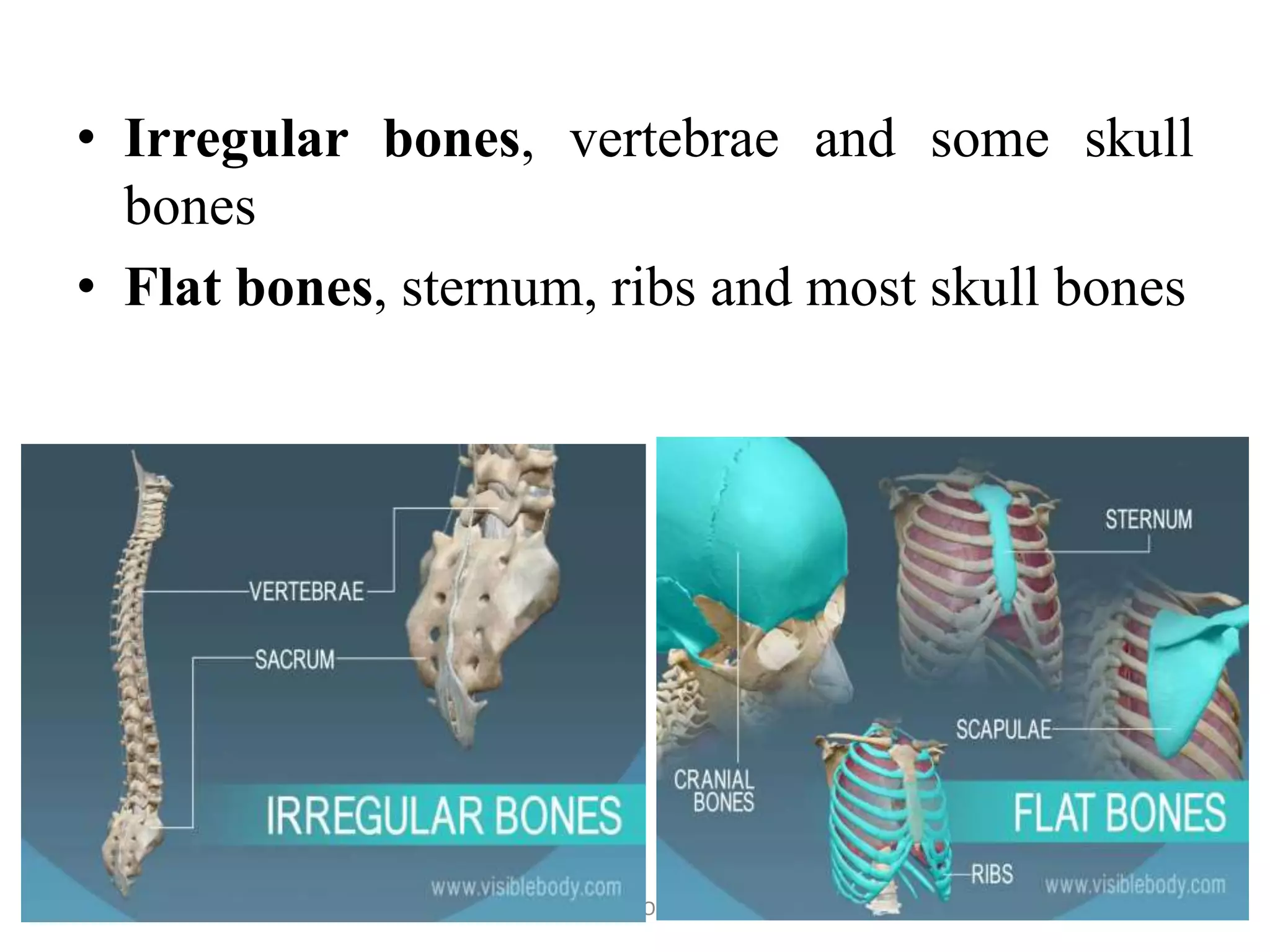 Bone types, Structure, Formation, Growth & Description | PPTX