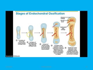 Bone types, Structure, Formation, Growth & Description | PPTX
