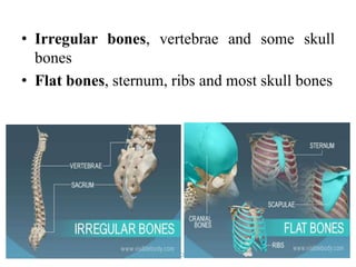 Bone types, Structure, Formation, Growth & Description | PPTX