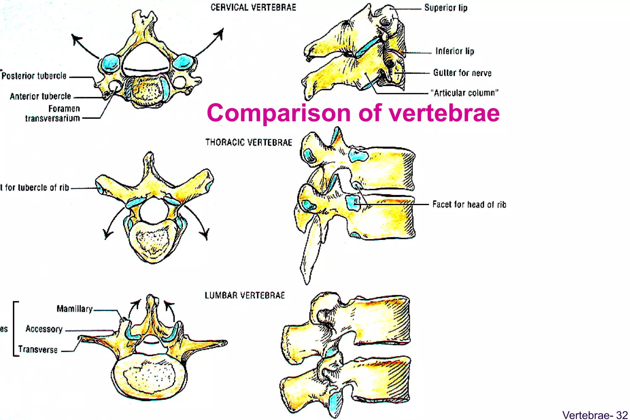 Bone_Vertebrae.pdf | Free Download