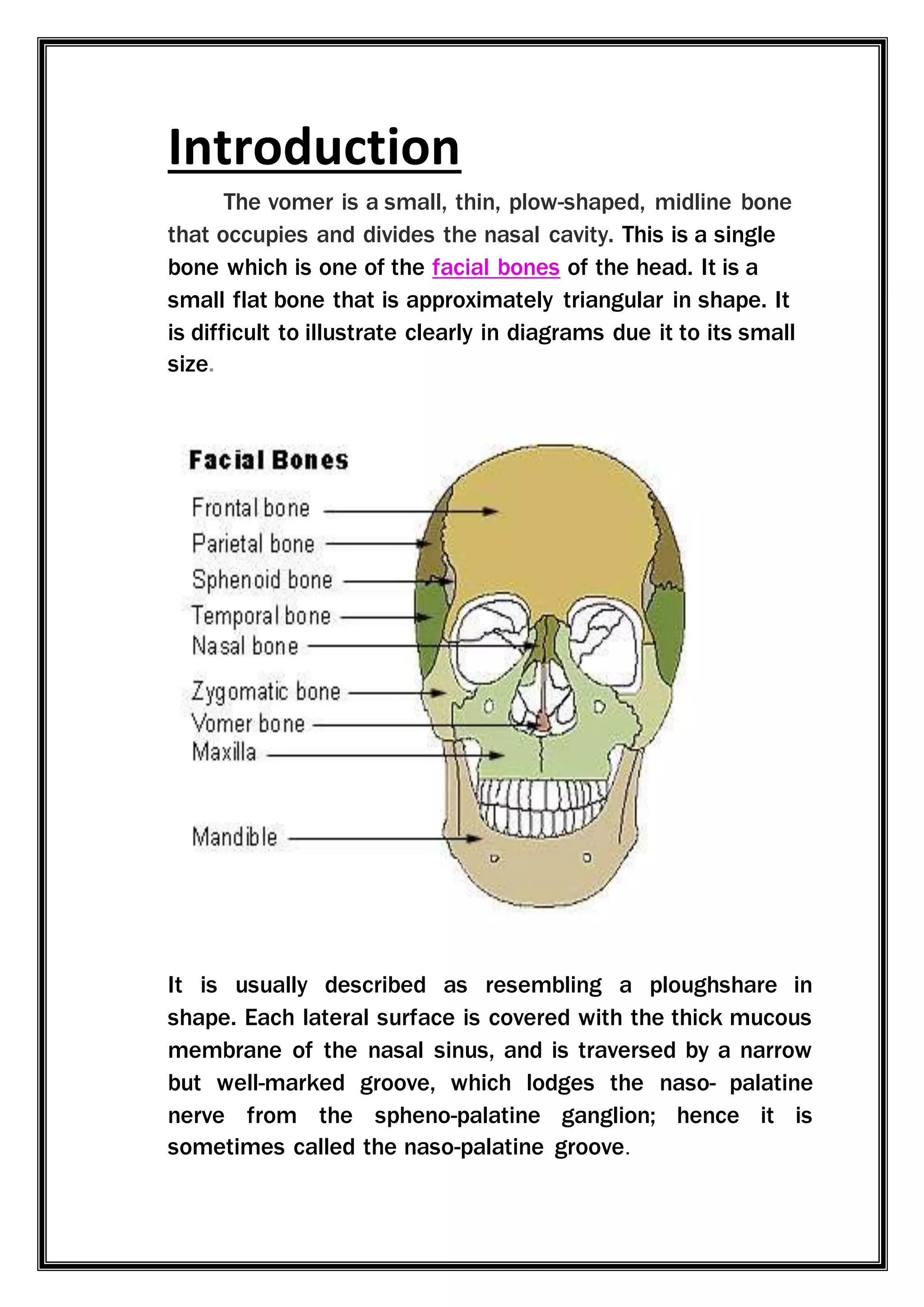 Anatomy Of Vomer Bone Docx