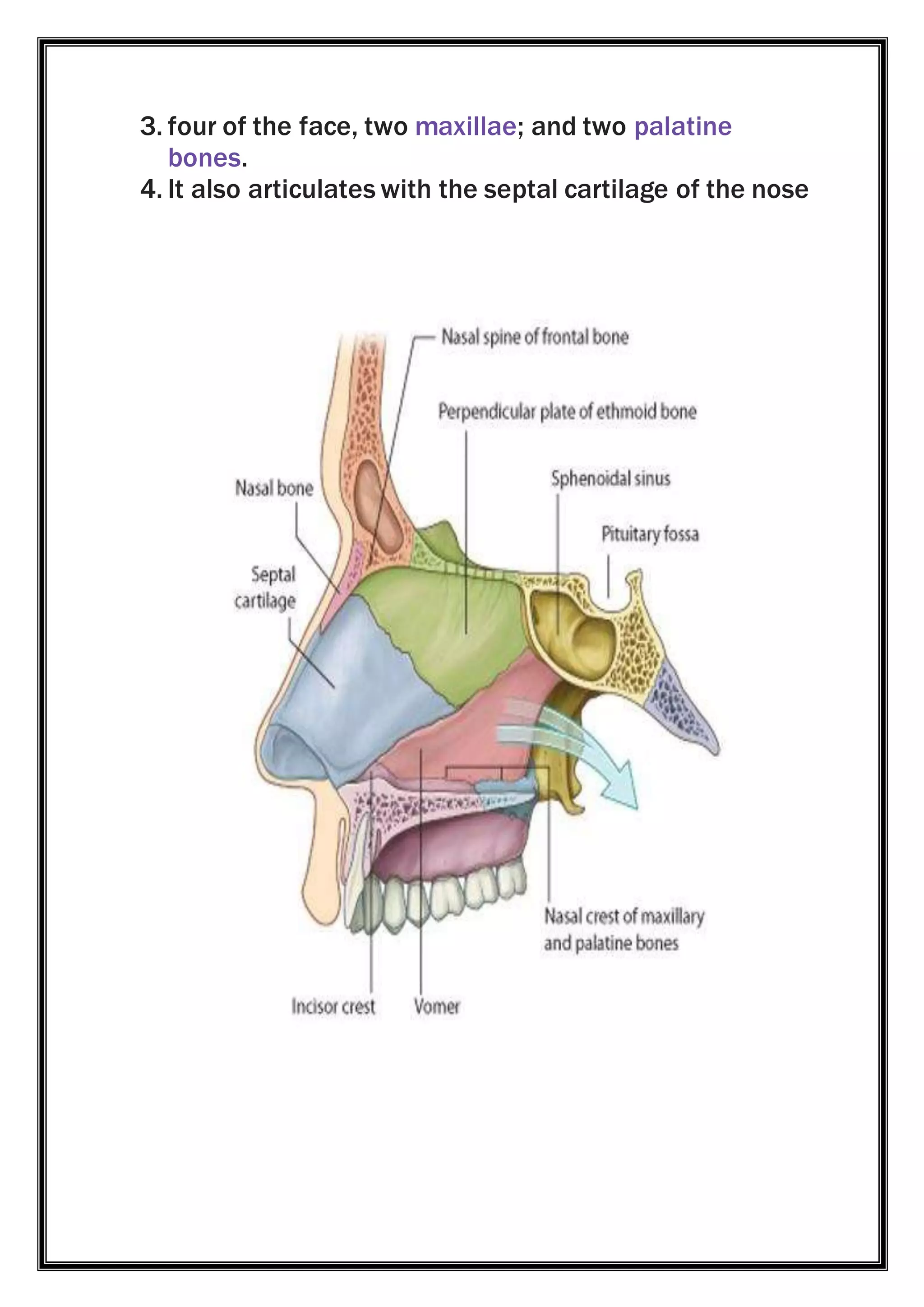 ANATOMY OF VOMER BONE | DOCX