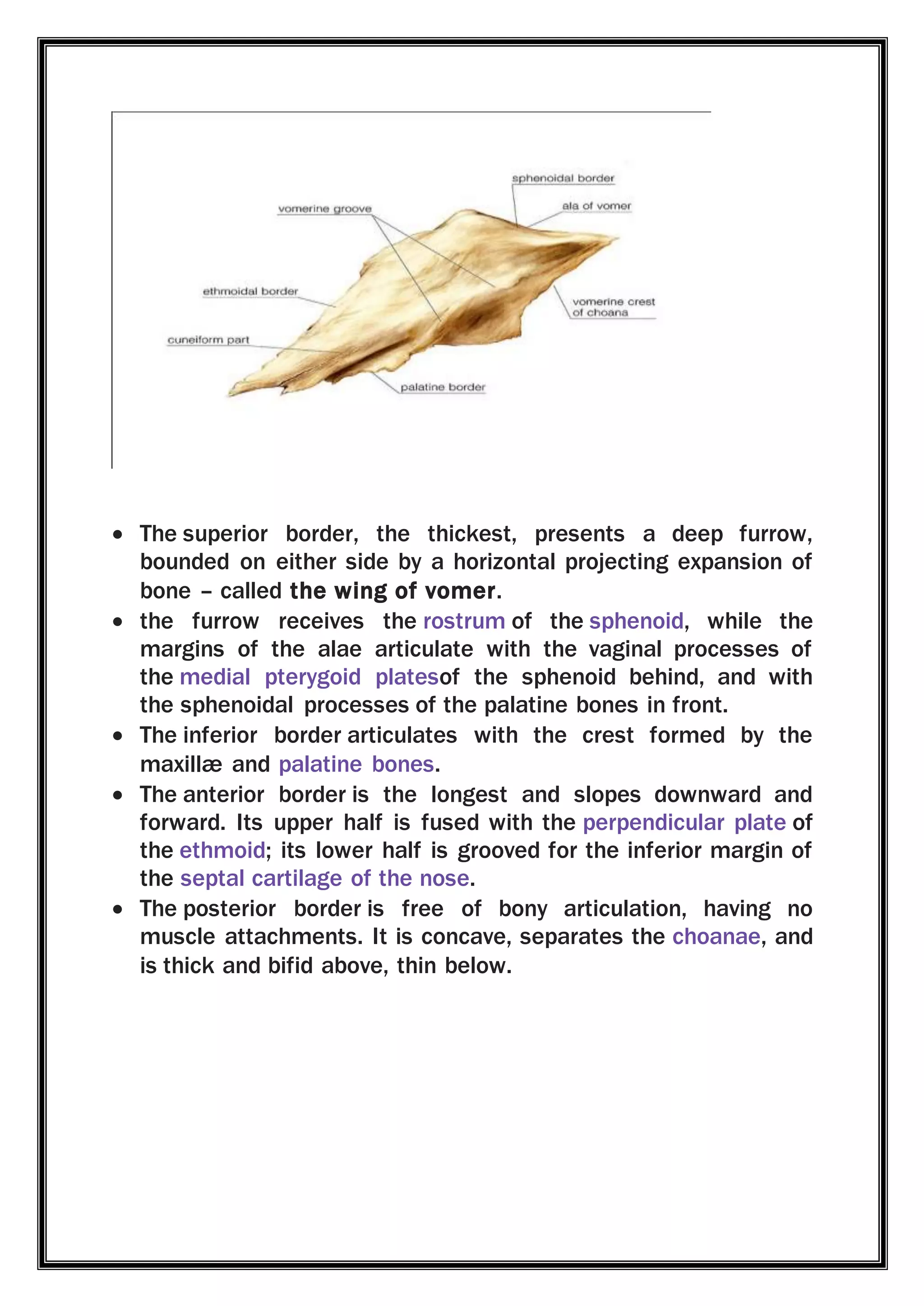 ANATOMY OF VOMER BONE | DOCX
