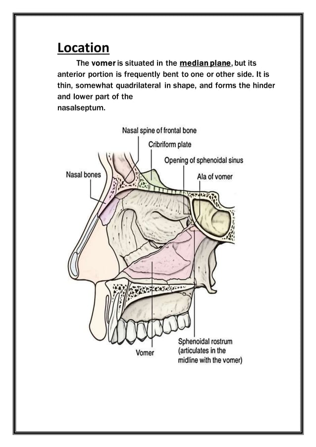 ANATOMY OF VOMER BONE | DOCX | Ear, Nose and Throat Conditions ...