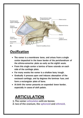 ANATOMY OF VOMER BONE | DOCX
