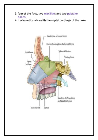 ANATOMY OF VOMER BONE | DOCX