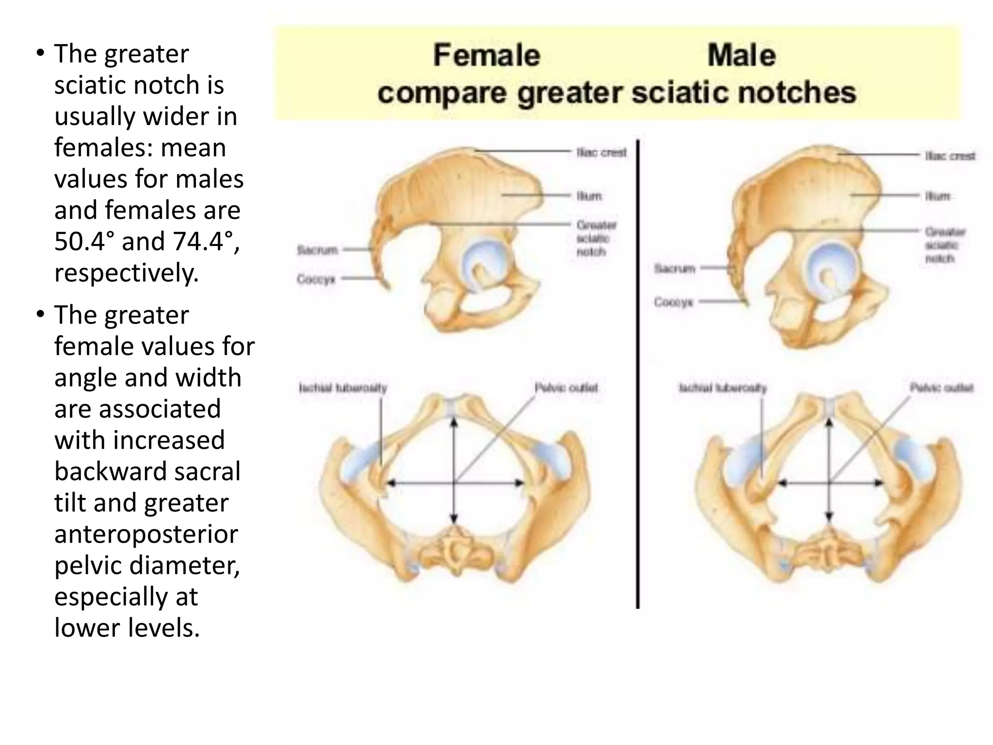 Pelvic Skeleton | PPTX