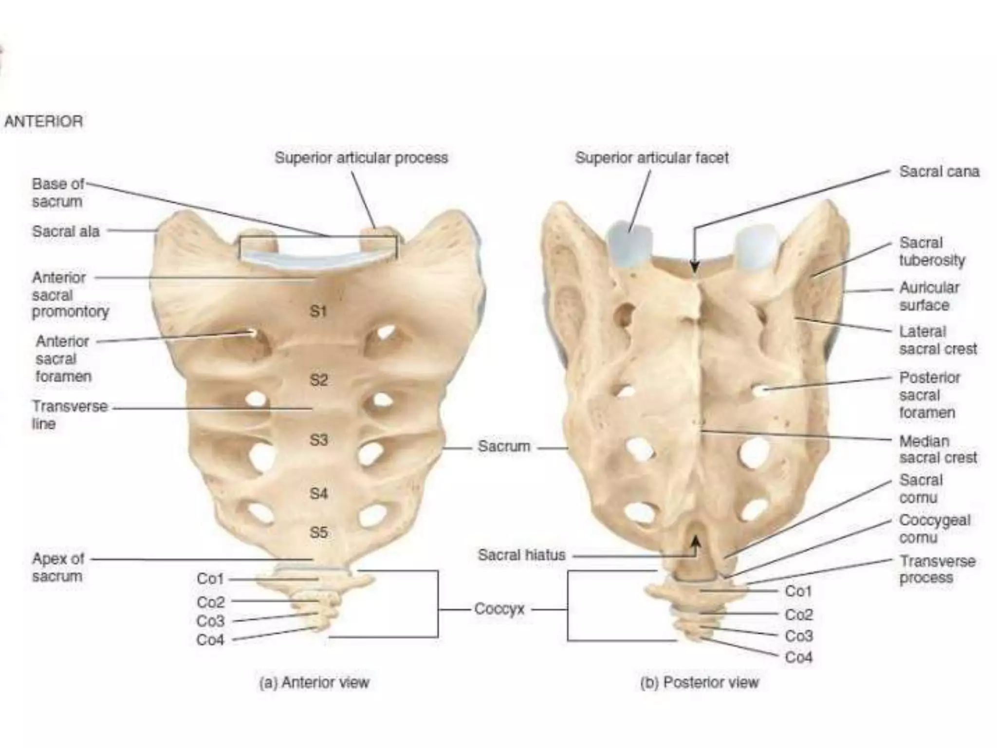 Pelvic Skeleton | PPTX | Pregnancy | Reproductive Health