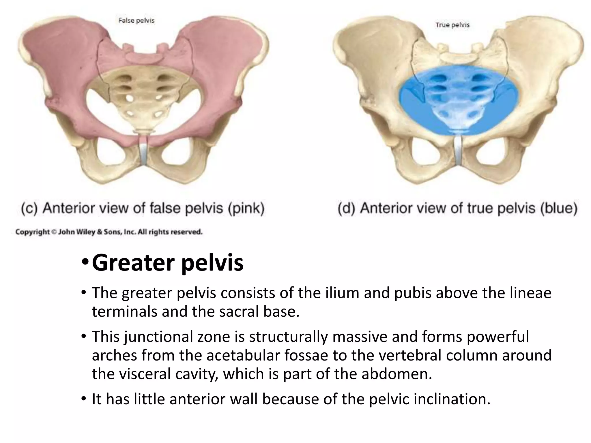 Pelvic Skeleton | PPTX