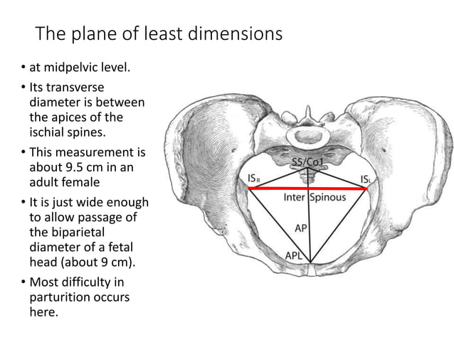 Pelvic Skeleton | PPT