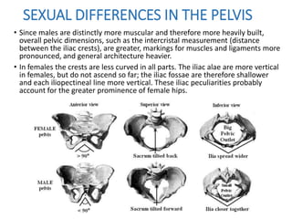 Pelvic Skeleton | PPTX