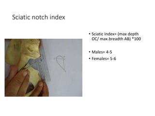 Pelvic Skeleton | PPTX